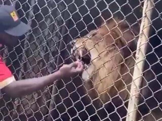 Noticias Chihuahua | León ataca a cuidador y le arranca varios dedos